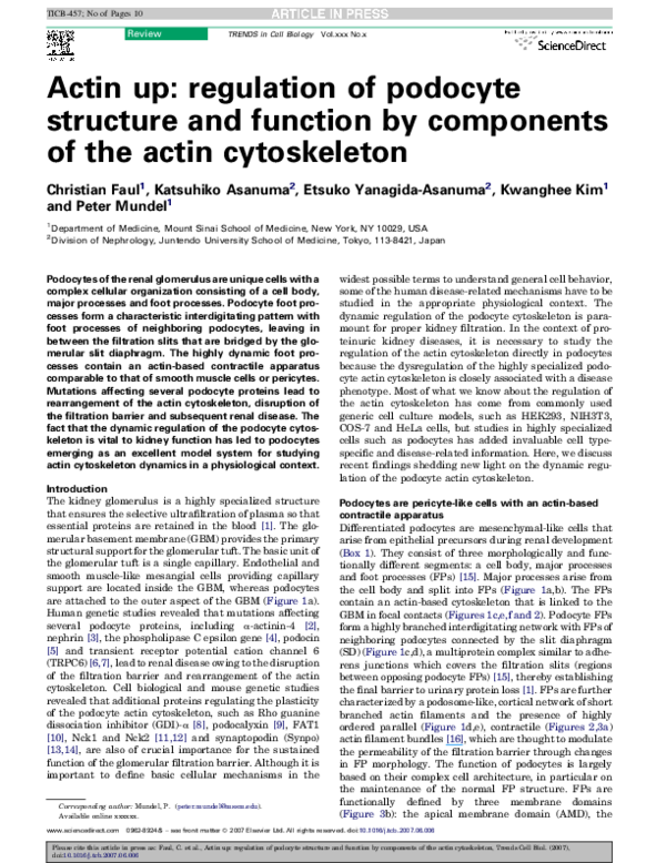 (PDF) Actin up: regulation of podocyte structure and function by ...