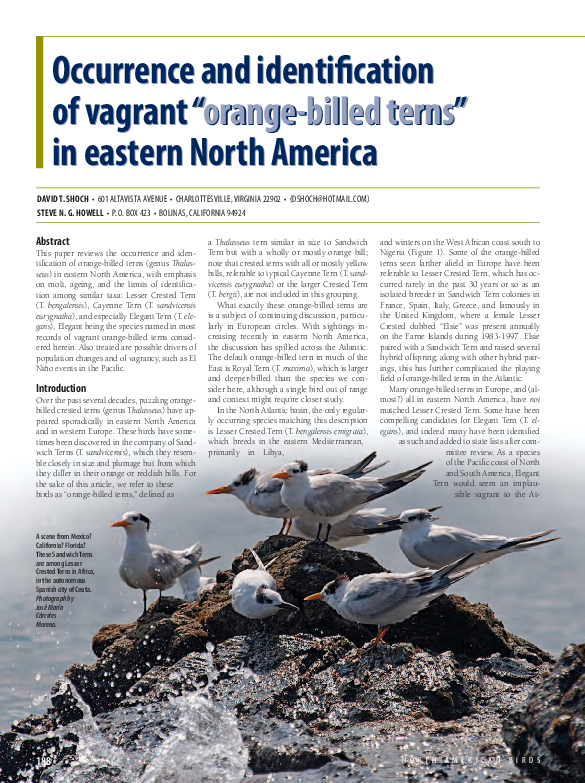 (PDF) Occurrence and identification of vagrant "orange-billed terns" in ...