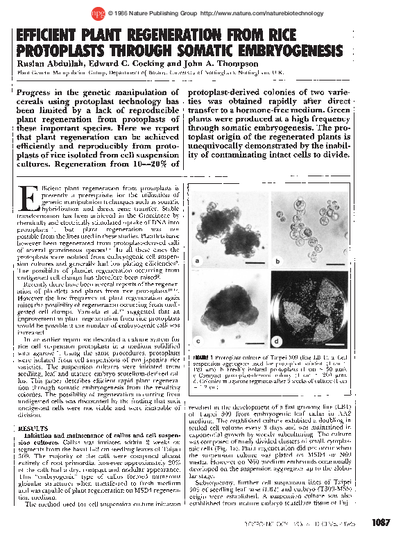 (PDF) Efficient Plant Regeneration from Rice Protoplasts Through Somatic Embryogenesis