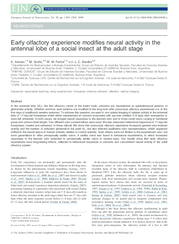Pdf Early Olfactory Experience Modifies Neural Activity In The Antennal Lobe Of A Social