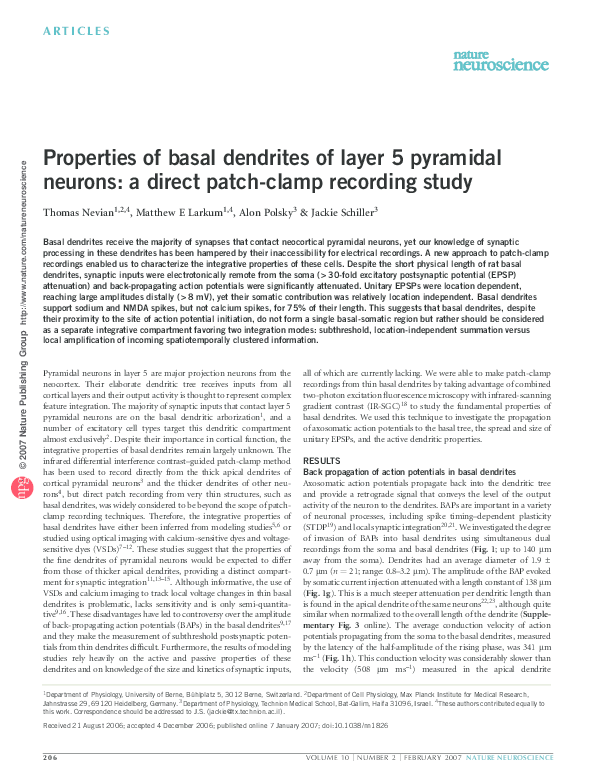 (PDF) Properties of basal dendrites of layer 5 pyramidal neurons: a ...