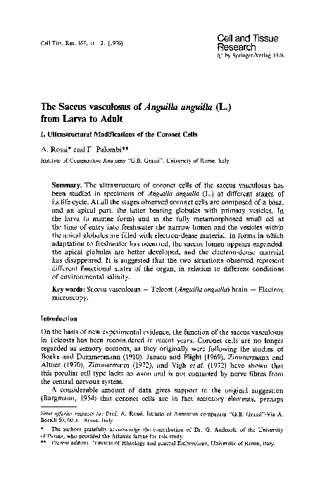 (PDF) The saccus vasculosus of Anguilla anguilla (L.) from larva to adult