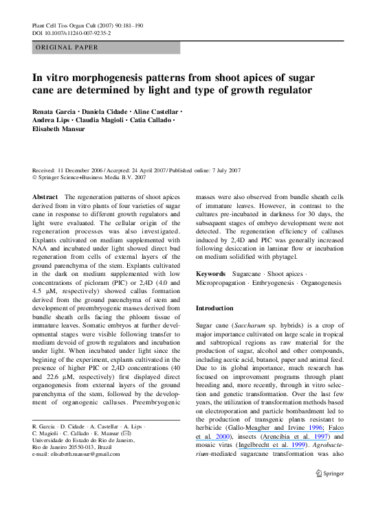 (PDF) In vitro morphogenesis patterns from shoot apices of sugar cane ...
