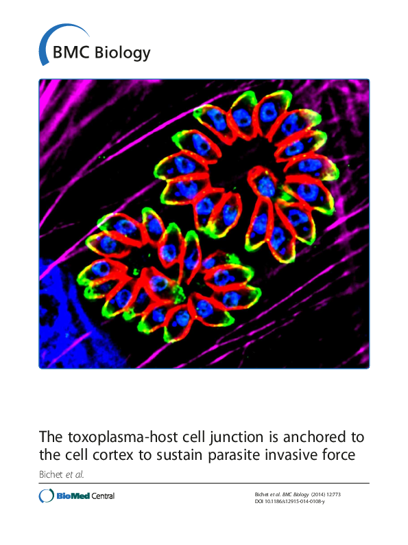 (PDF) Toxoplasma Invasion: Junction Mechanics Explained