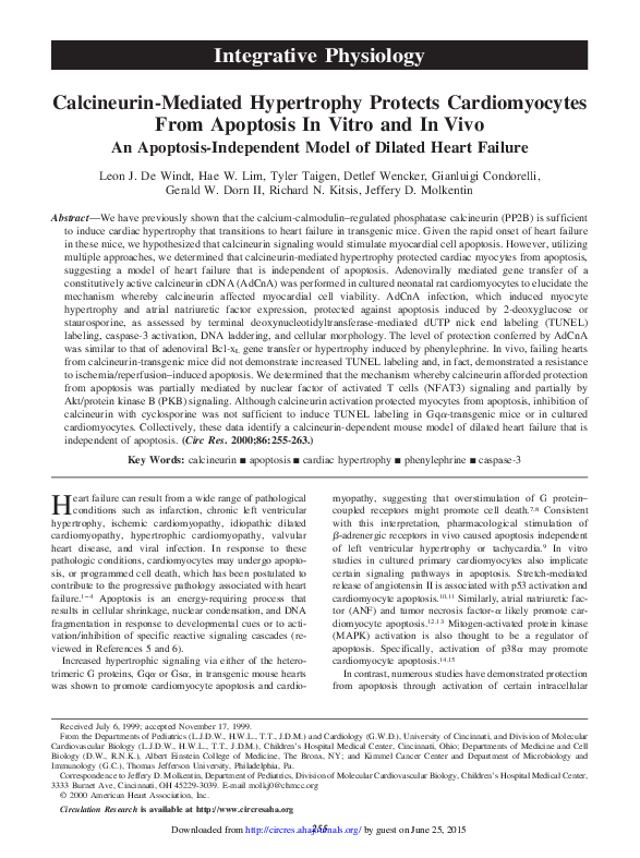 (PDF) Calcineurin-Mediated Hypertrophy Protects Cardiomyocytes From ...