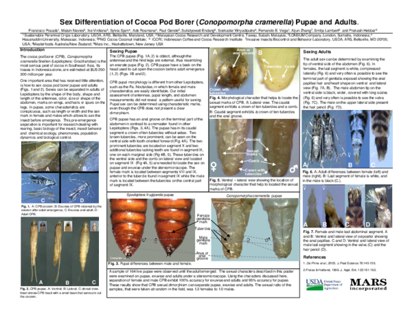 Pdf Sex Differentiation Of Cocoa Pod Borer Conopomorphacramerella