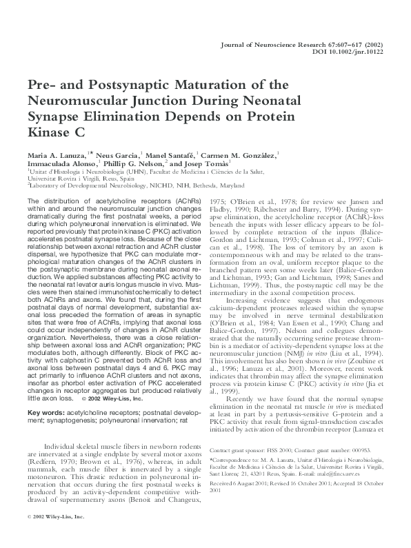 (PDF) Pre and postsynaptic maturation of the neuromuscular junction ...