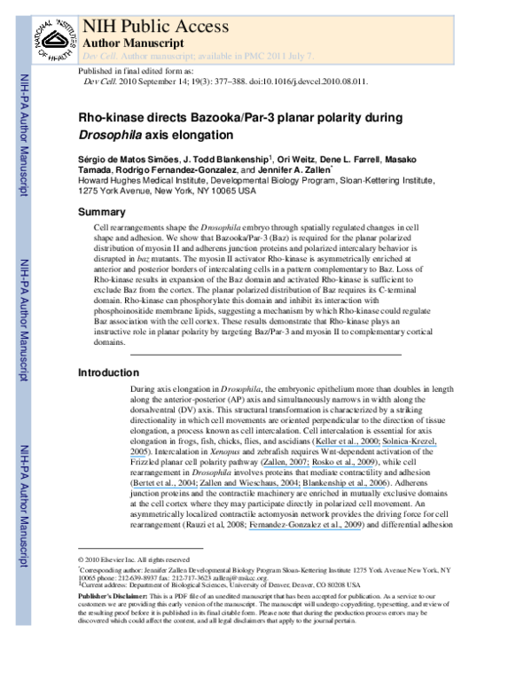 (PDF) Rho-Kinase Directs Bazooka/Par3 Planar Polarity during Drosophila ...