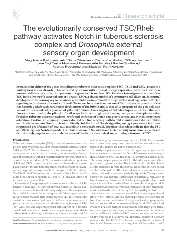 (PDF) The evolutionarily conserved TSC/Rheb pathway activates Notch in ...