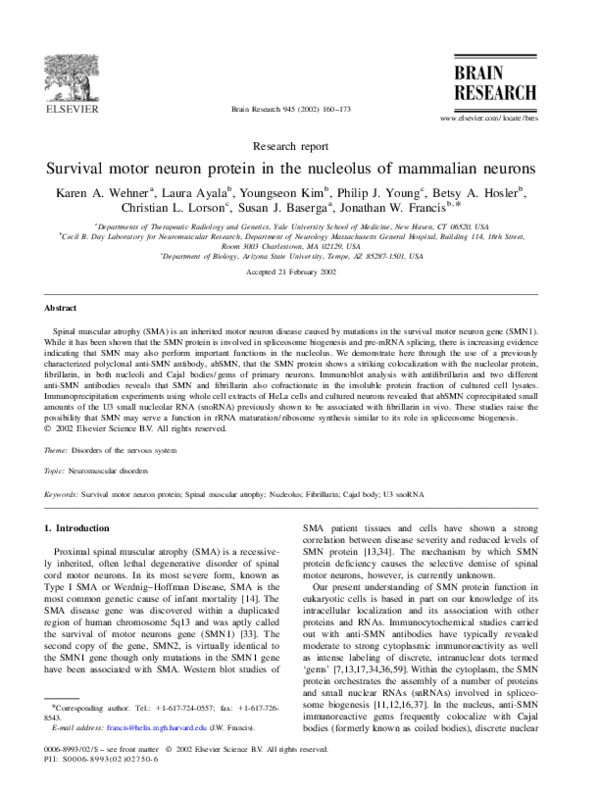 (PDF) Survival motor neuron protein in the nucleolus of mammalian neurons