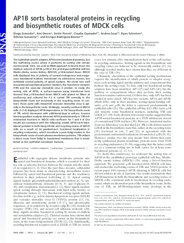 (PDF) AP1B sorts basolateral proteins in recycling and biosynthetic ...