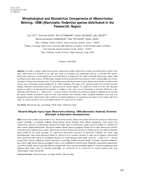 (PDF) Morphological and Biometrical Comparisons of Mesocricetus Nehring ...