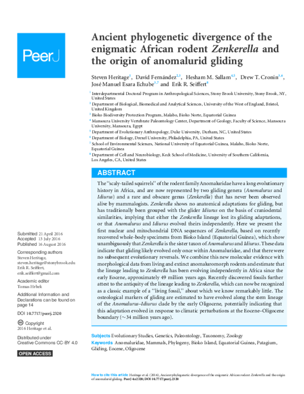 (PDF) Ancient phylogenetic divergence of the enigmatic African rodent ...