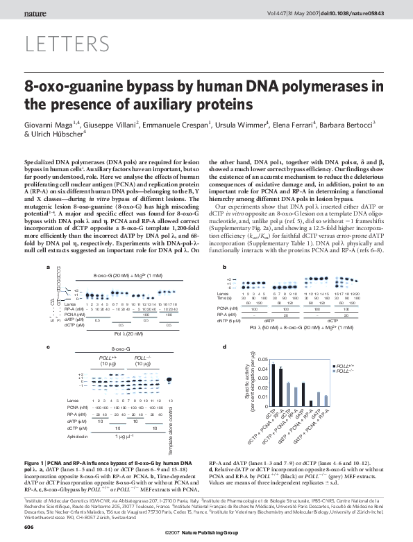 (PDF) 8-oxo-guanine bypass by human DNA polymerases in the presence of ...