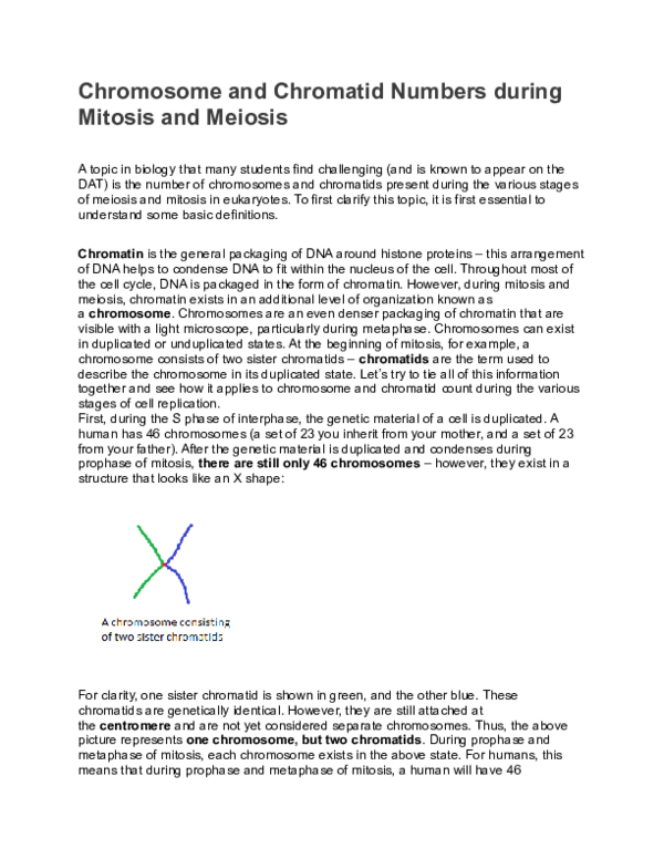 (DOC) Chromosome and Chromatid Numbers during Mitosis and Meiosis