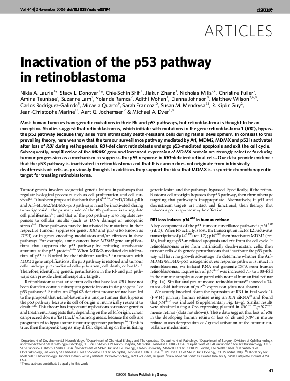 (PDF) Inactivation of the p53 pathway in retinoblastoma