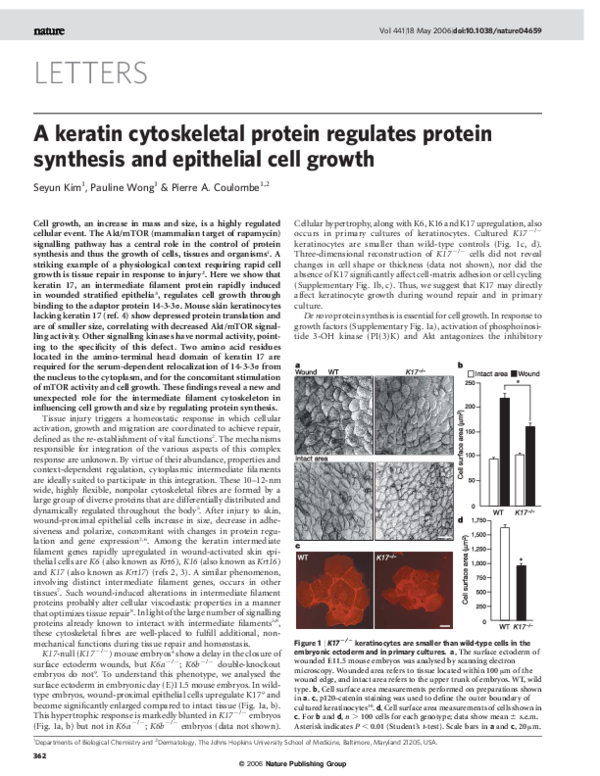 (PDF) A keratin cytoskeletal protein regulates protein synthesis and ...