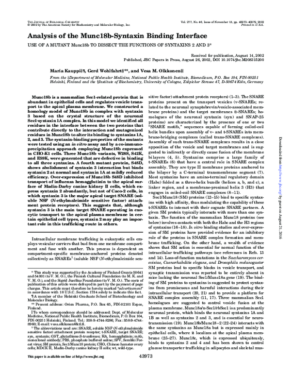 Pdf Analysis Of The Munc18b Syntaxin Binding Interface Use Of A Mutant Munc18b To Dissect The
