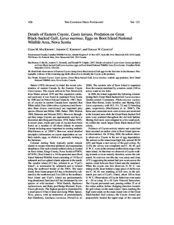 (PDF) Details of Eastern Coyote, Canis latrans, Predation on Great ...