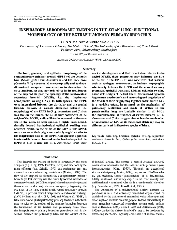 (PDF) Avian Lung Valving: EPPB Morphology Study