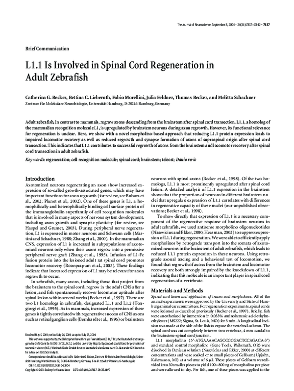 (PDF) L1.1 Is Involved in Spinal Cord Regeneration in Adult Zebrafish