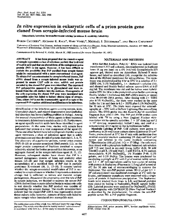 (PDF) In vitro Expression in Eukaryotic Cells of a Prion Protein Gene ...