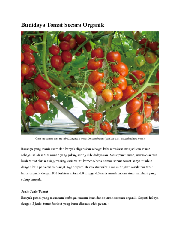 (DOC) Budidaya Tomat Secara Organik