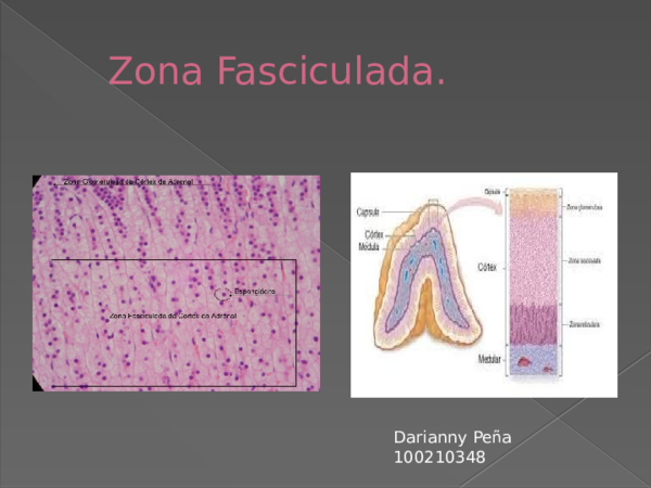 (PPT) Zona Fasciculada - Endocrinologia
