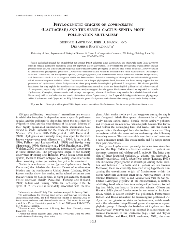 (PDF) Phylogenetic origins of Lophocereus (Cactaceae) and the senita ...