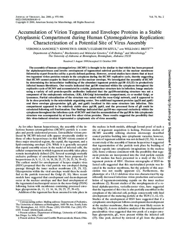 (PDF) Accumulation of Virion Tegument and Envelope Proteins in a Stable ...