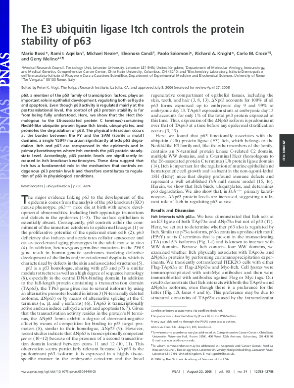 (PDF) The E3 ubiquitin ligase Itch controls the protein stability of p63