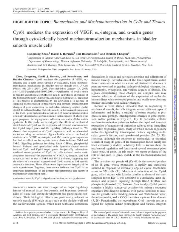 (PDF) Cyr61 mediates the expression of VEGF, v-integrin, and -actin ...
