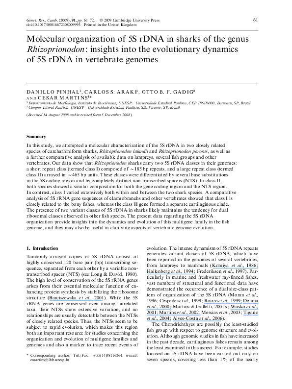 (PDF) Molecular organization of 5S rDNA in sharks of the genus ...