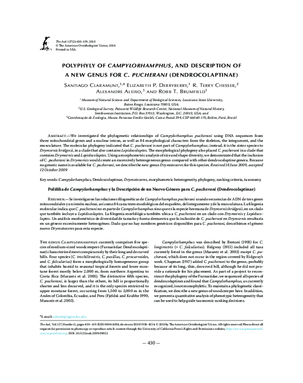 (PDF) Polyphyly of Campylorhamphus , and Description of a New Genus for ...