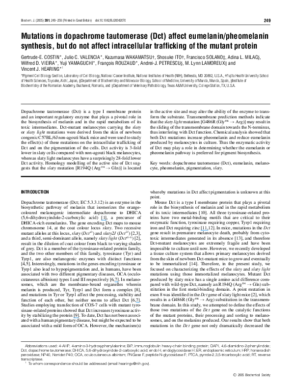 (PDF) Mutations in dopachrome tautomerase (Dct) affect eumelanin ...