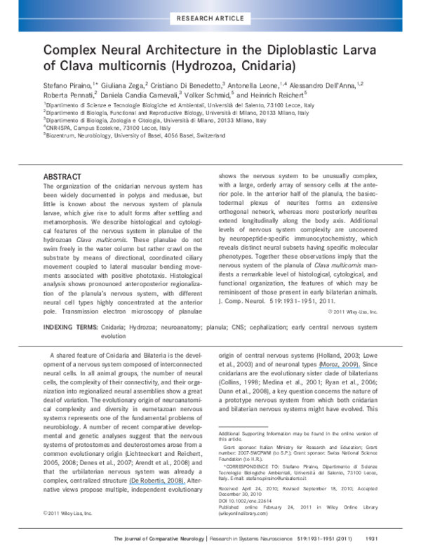 (PDF) Complex neural architecture in the diploblastic larva of Clava ...