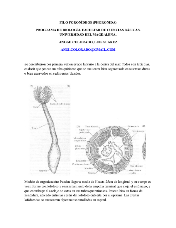 (DOC) FILO FORONÍDEOS (PHORONIDA