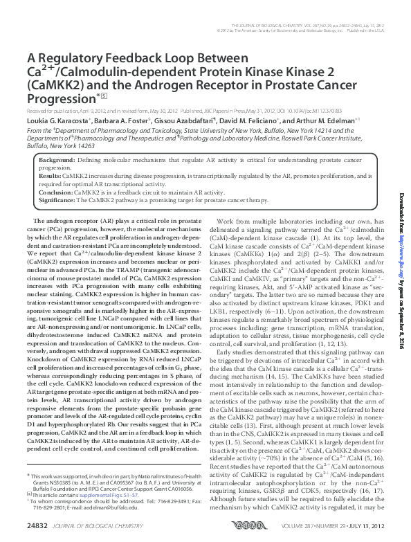 (PDF) A Regulatory Feedback Loop Between Ca2+/Calmodulin-dependent Protein Kinase Kinase 2 ...