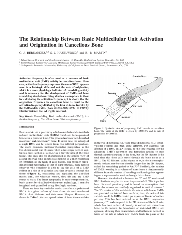 (PDF) The relationship between basic multicellular unit activation and ...