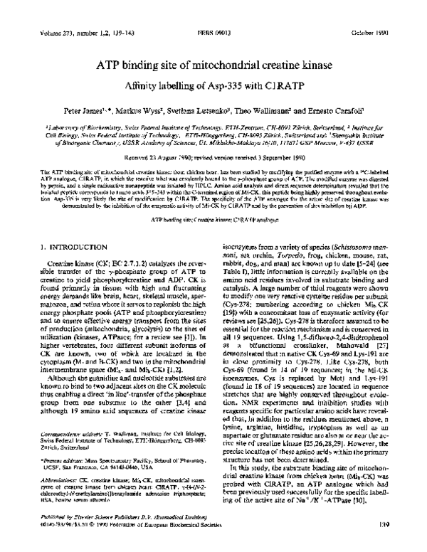 (PDF) ATP binding site of mitochondrial creatine kinase