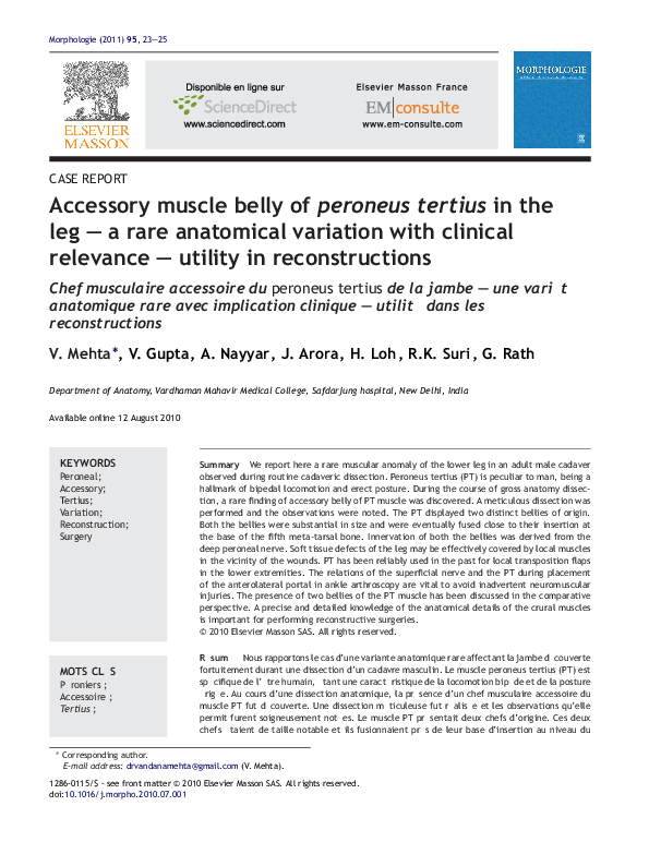 (PDF) Accessory muscle belly of peroneus tertius in the leg – a rare ...