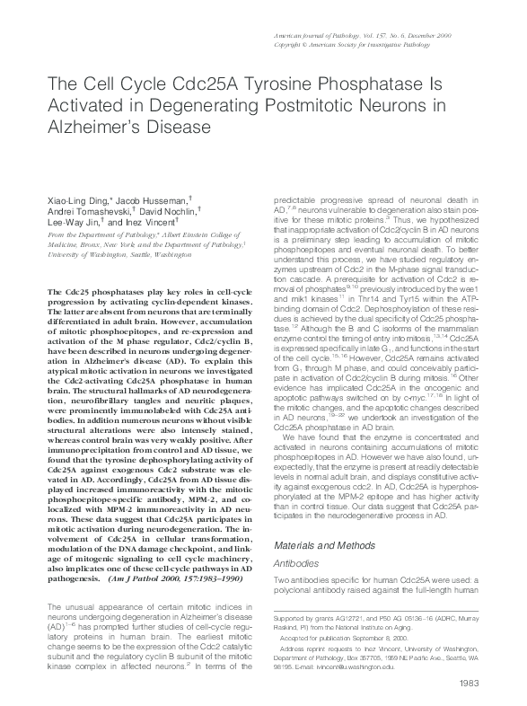 (PDF) Cdc25A phosphatase: a key cell cycle protein that regulates ...