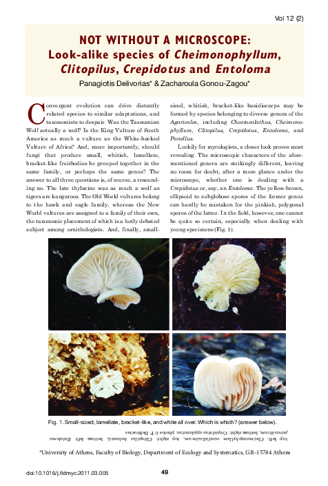 (PDF) NOT WITHOUT A MICROSCOPE: Look-alike species of Cheimonophyllum ...
