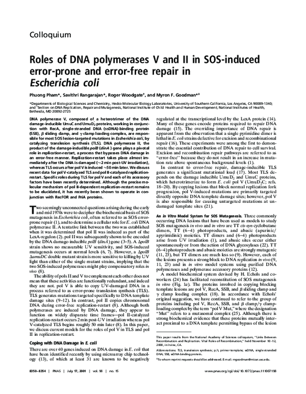 (PDF) Roles of DNA polymerases V and II in SOS-induced error-prone and ...