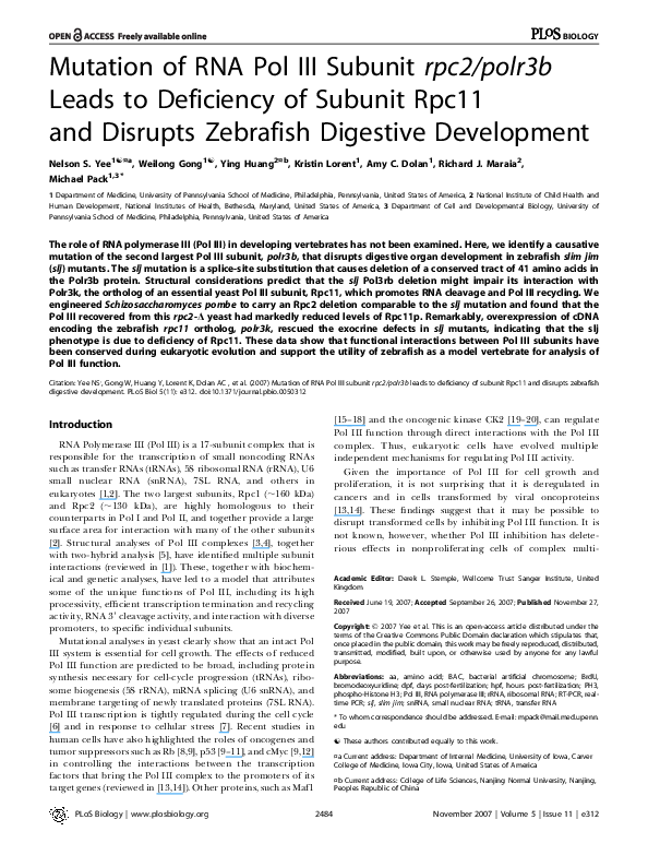 (PDF) Mutation of RNA Pol III Subunit rpc2/polr3b Leads to Deficiency of Subunit Rpc11 and ...