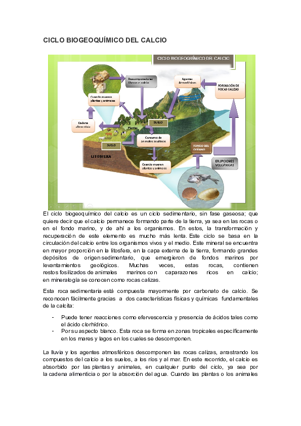 (DOC) CICLO BIOGEOQUÍMICO DEL CALCIO