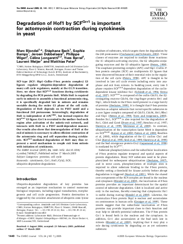 (PDF) Degradation of Hof1 by SCFGrr1 is important for actomyosin ...