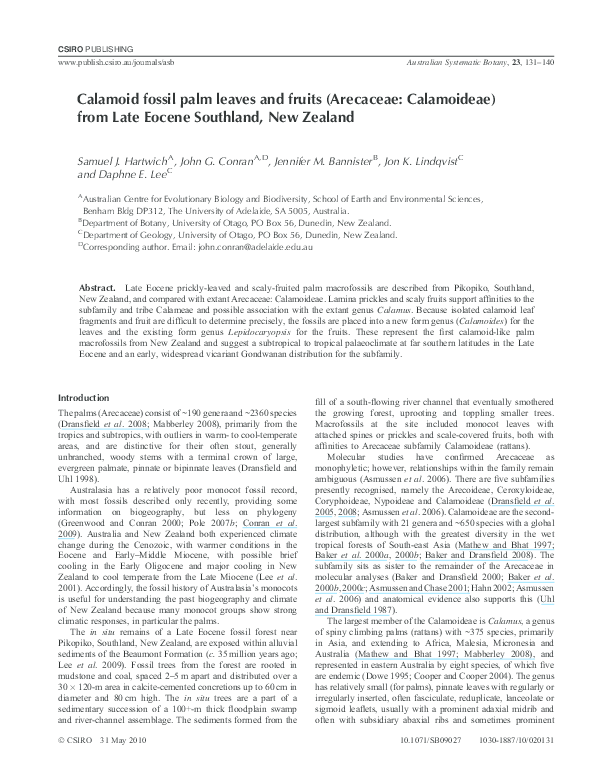 (PDF) Calamoid fossil palm leaves and fruits (Arecaceae: Calamoideae ...