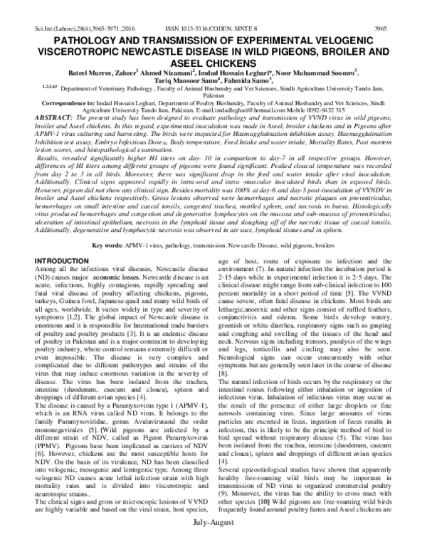 (PDF) PATHOLOGY AND TRANSMISSION OF EXPERIMENTAL VELOGENIC ...