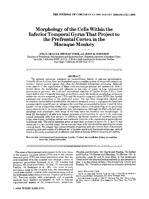 (PDF) Morphology of the cells within the inferior temporal gyrus that project to the prefrontal ...